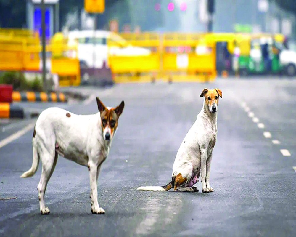 Supreme Court’s Stray Dog Directive Sparks Controversy - The Sikh Times